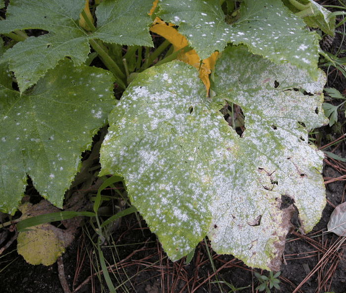 3-Ingredient Powdery Mildew Spray – Zero Waste California