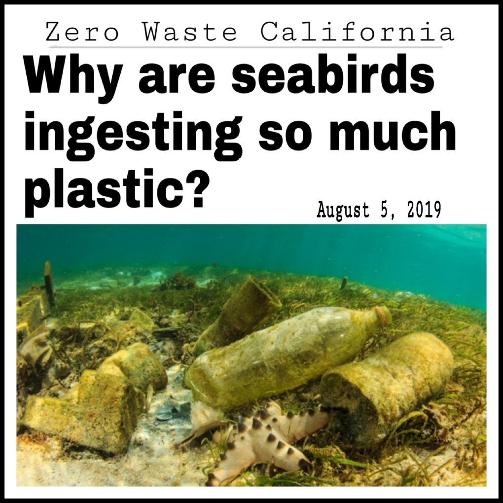 Why Do Seabirds Eat Plastic? – Zero Waste California