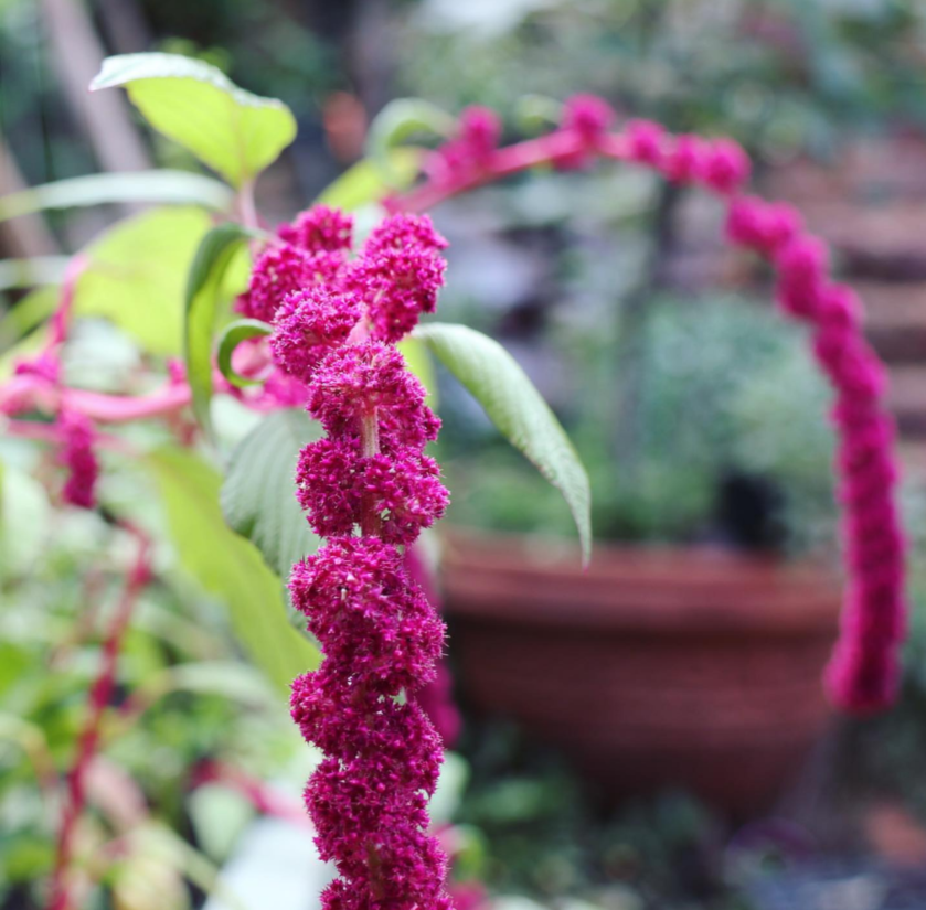 Amaranth – Your Garden’s Best Friend – Zero Waste California