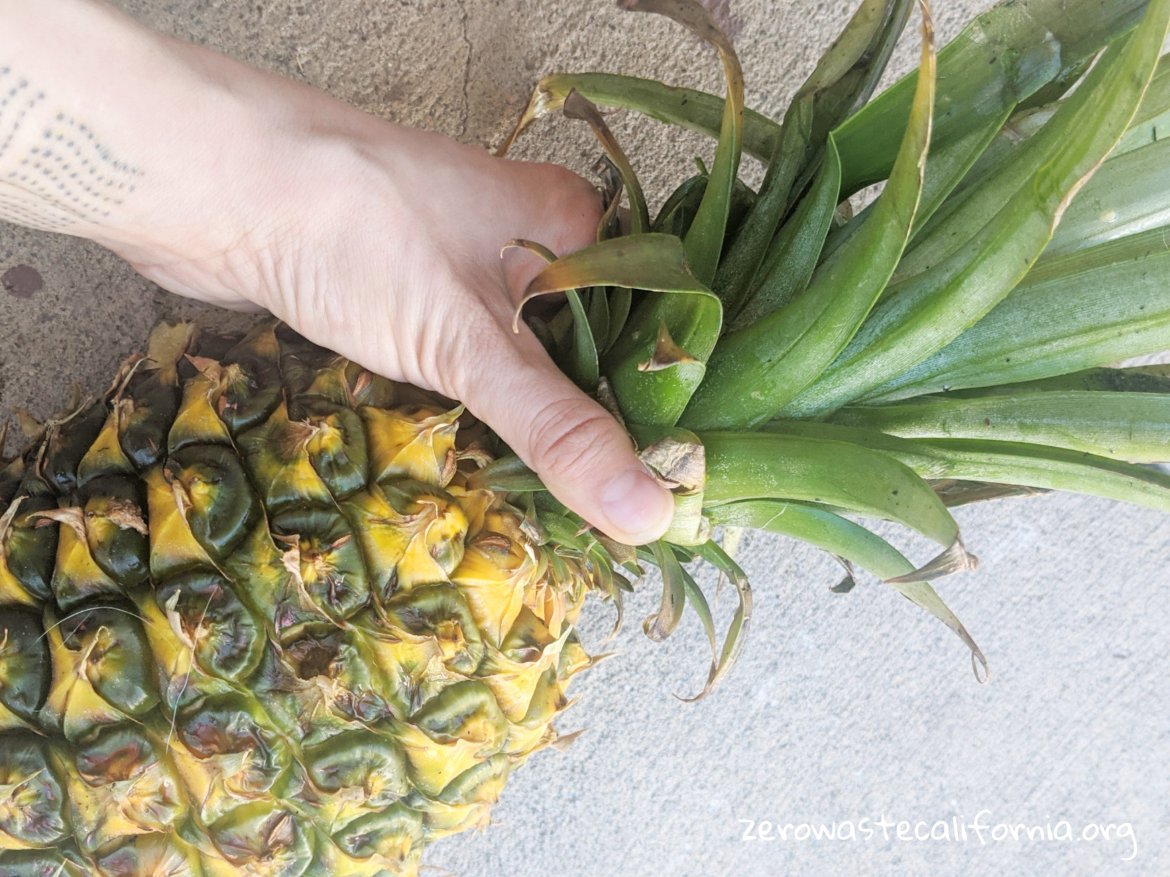 Regrow Your Pineapple! – Zero Waste California
