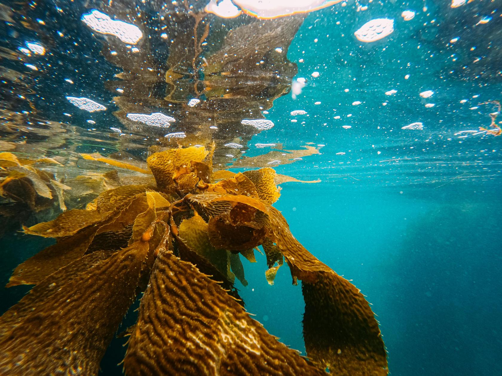 Exploring Kelp Farming: Environmental Impacts and Considerations – Zero ...